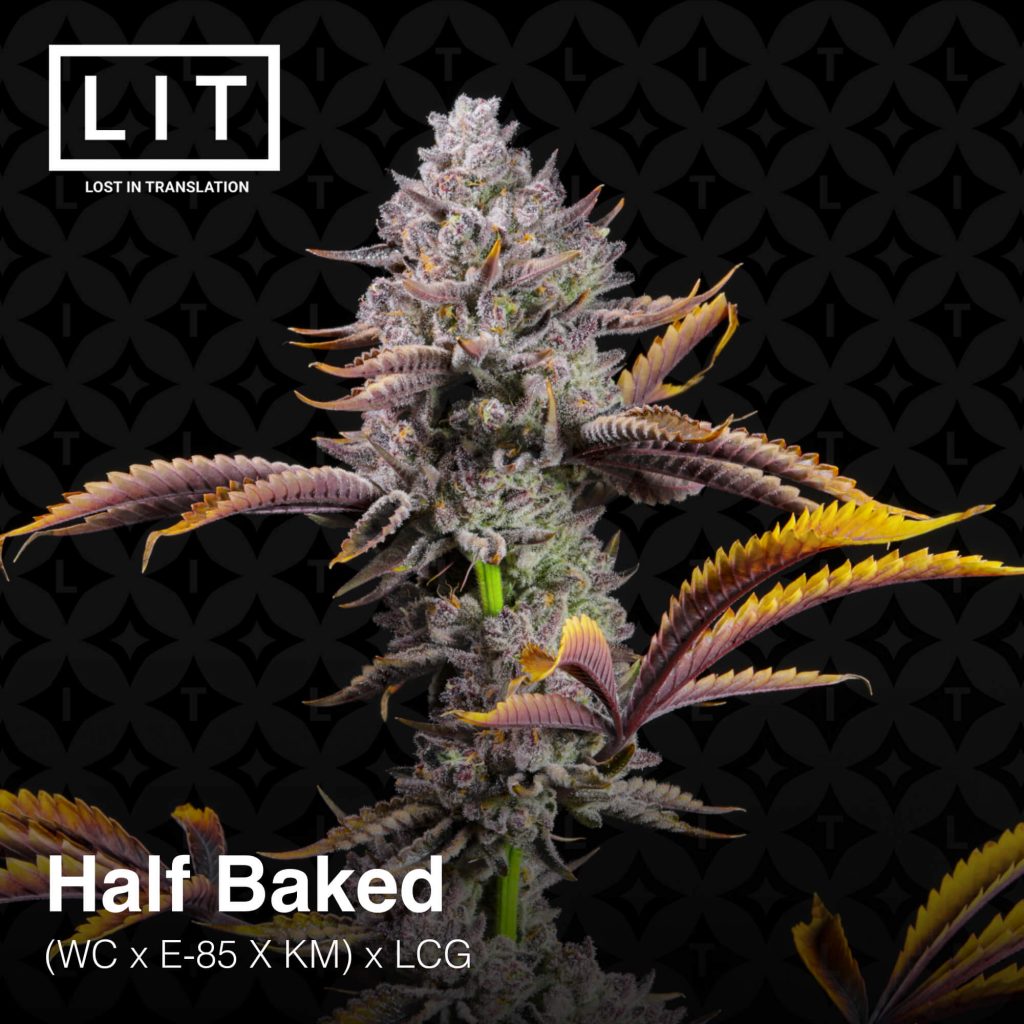 LIT FARMS Genetics - Heavily Connected Seedbank