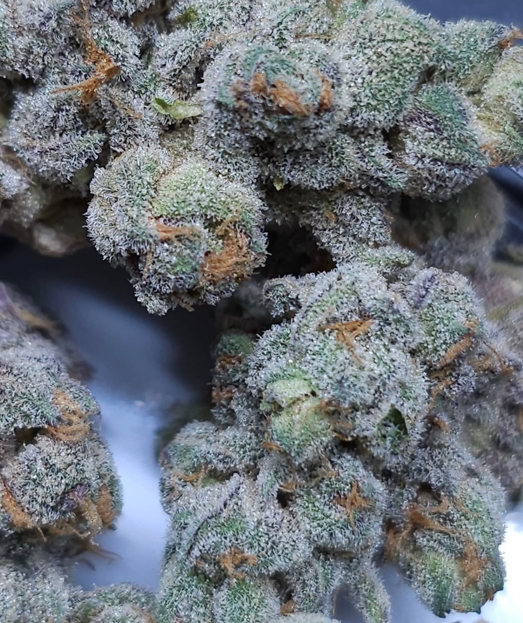 Sugar Tree INHOUSE GENETICS - Heavily Connected Seeds