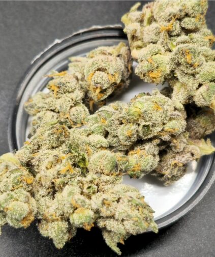 Sugar Tree INHOUSE GENETICS - Heavily Connected Seeds